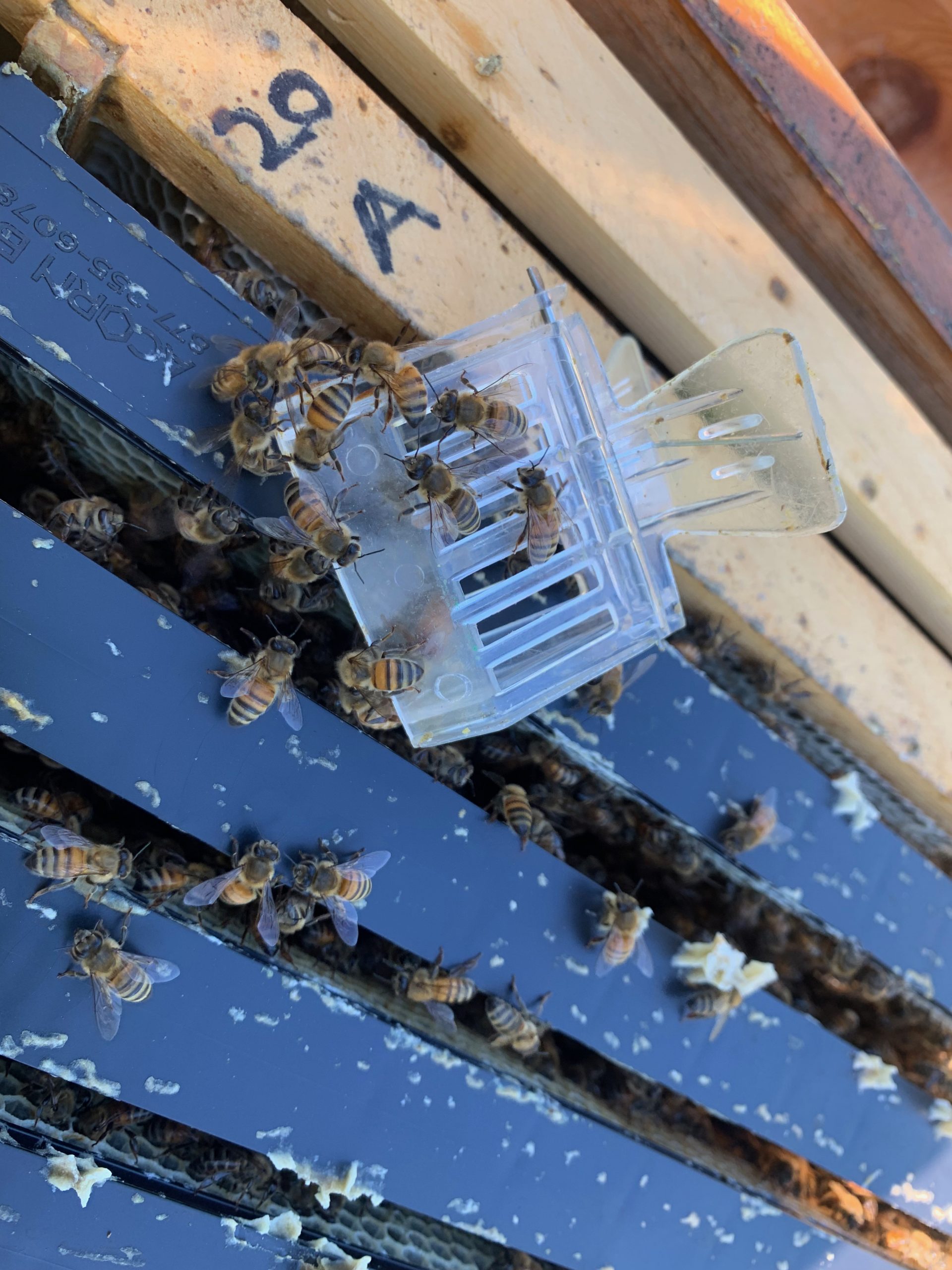 Single Deep Splits with Mated Queens - Backyard Beekeeping